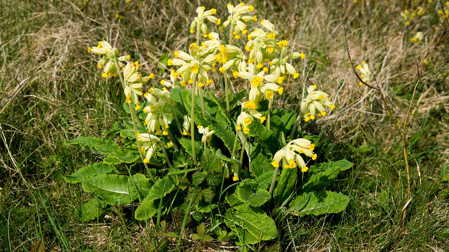 Cowslip (Primula veris) - British Wildflowers - Woodland Trust