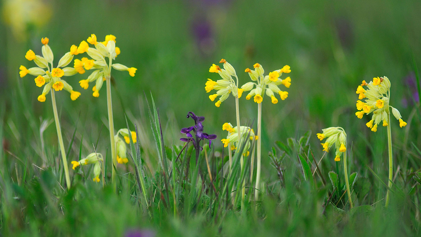 Cowslip (Primula veris) - British Wildflowers - Woodland Trust