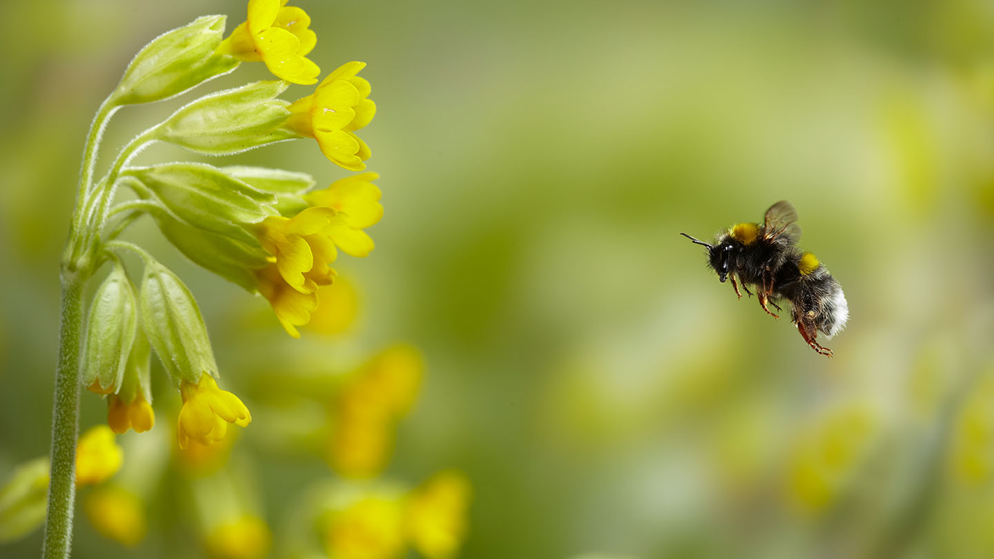 Cowslip (Primula veris) - British Wildflowers - Woodland Trust
