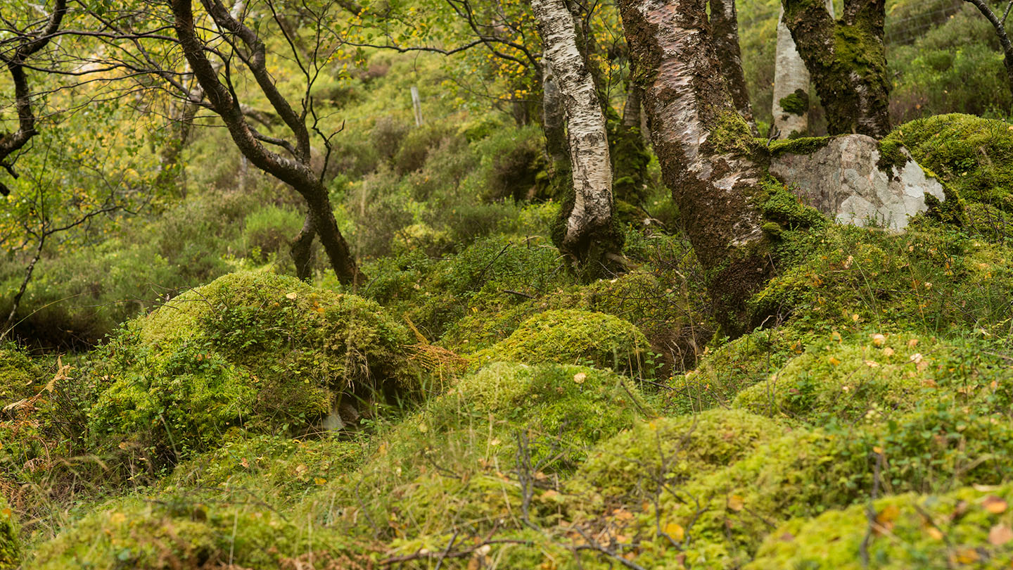 Gleann Shìldeag Estate - Visiting Woods - Woodland Trust