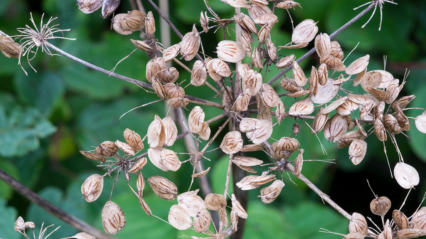 Cow Parsley (Anthriscus sylvestris) - Woodland Trust