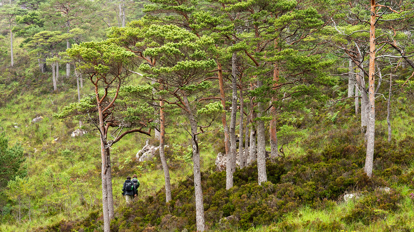 Gleann Shìldeag Estate - Visiting Woods - Woodland Trust