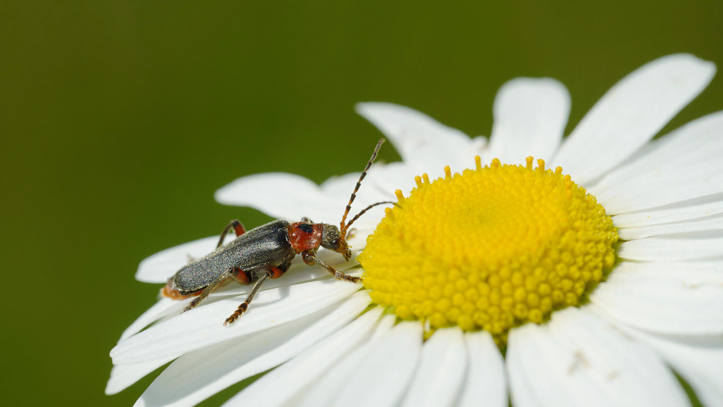Oxeye daisy (Leucanthemum vulgare) - Woodland Trust