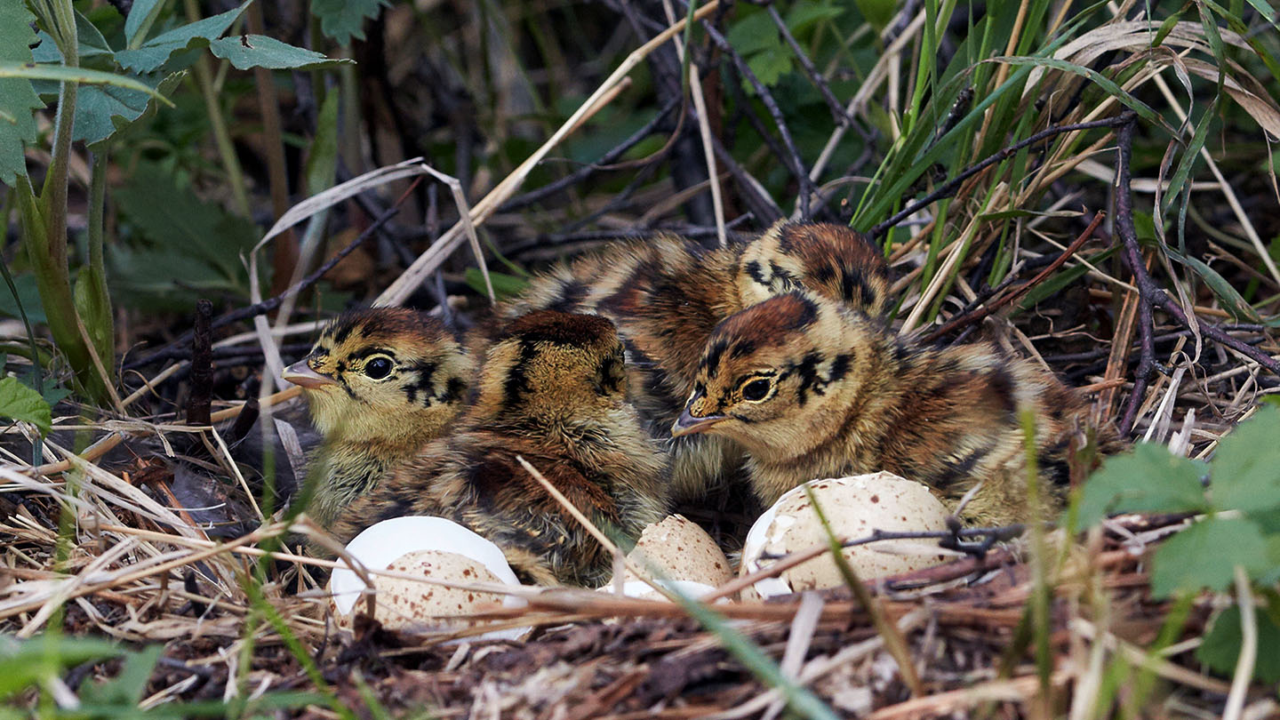 Black Grouse (Tetrao tetrix) - Woodland Trust
