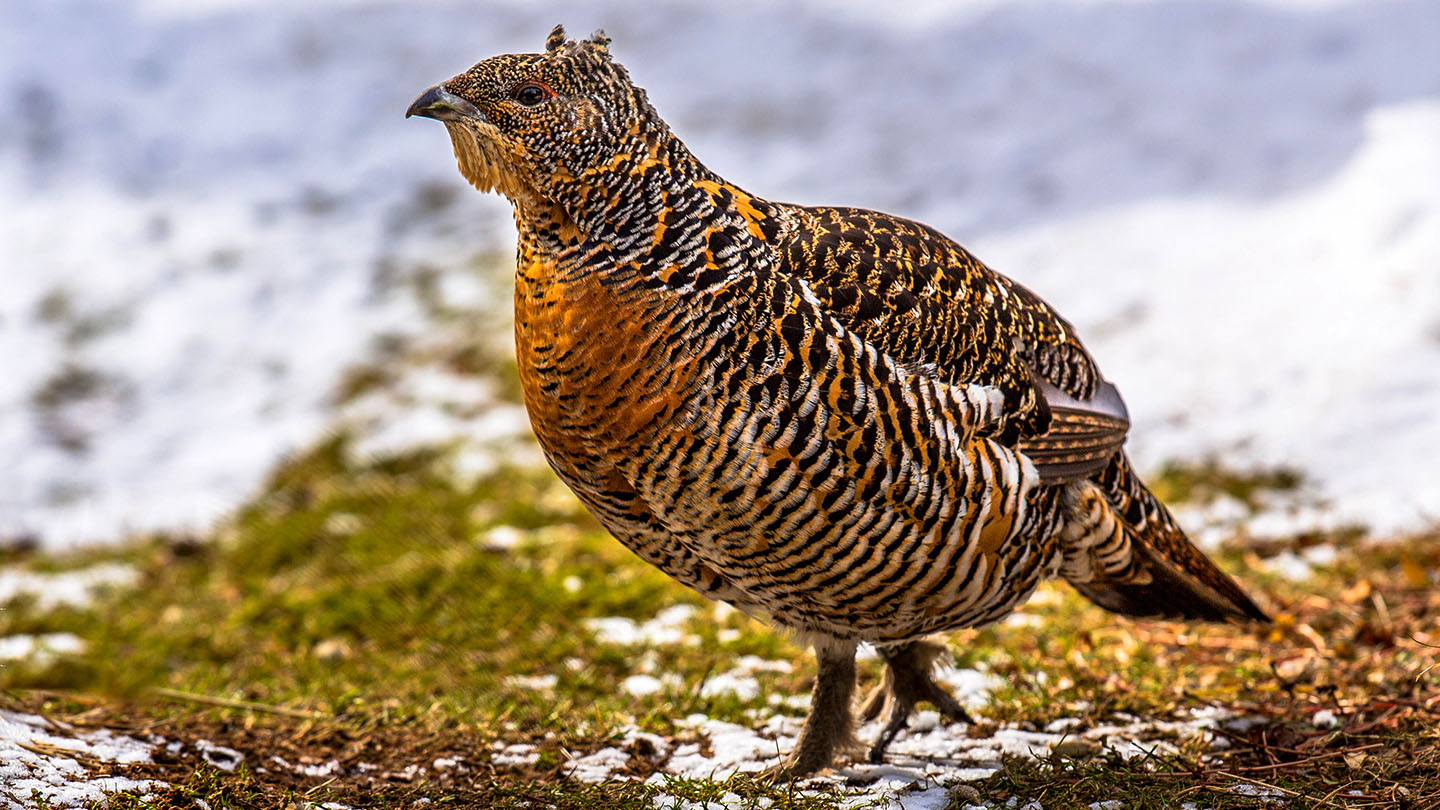 Capercaillie (Tetrao urogallus) - Woodland Trust