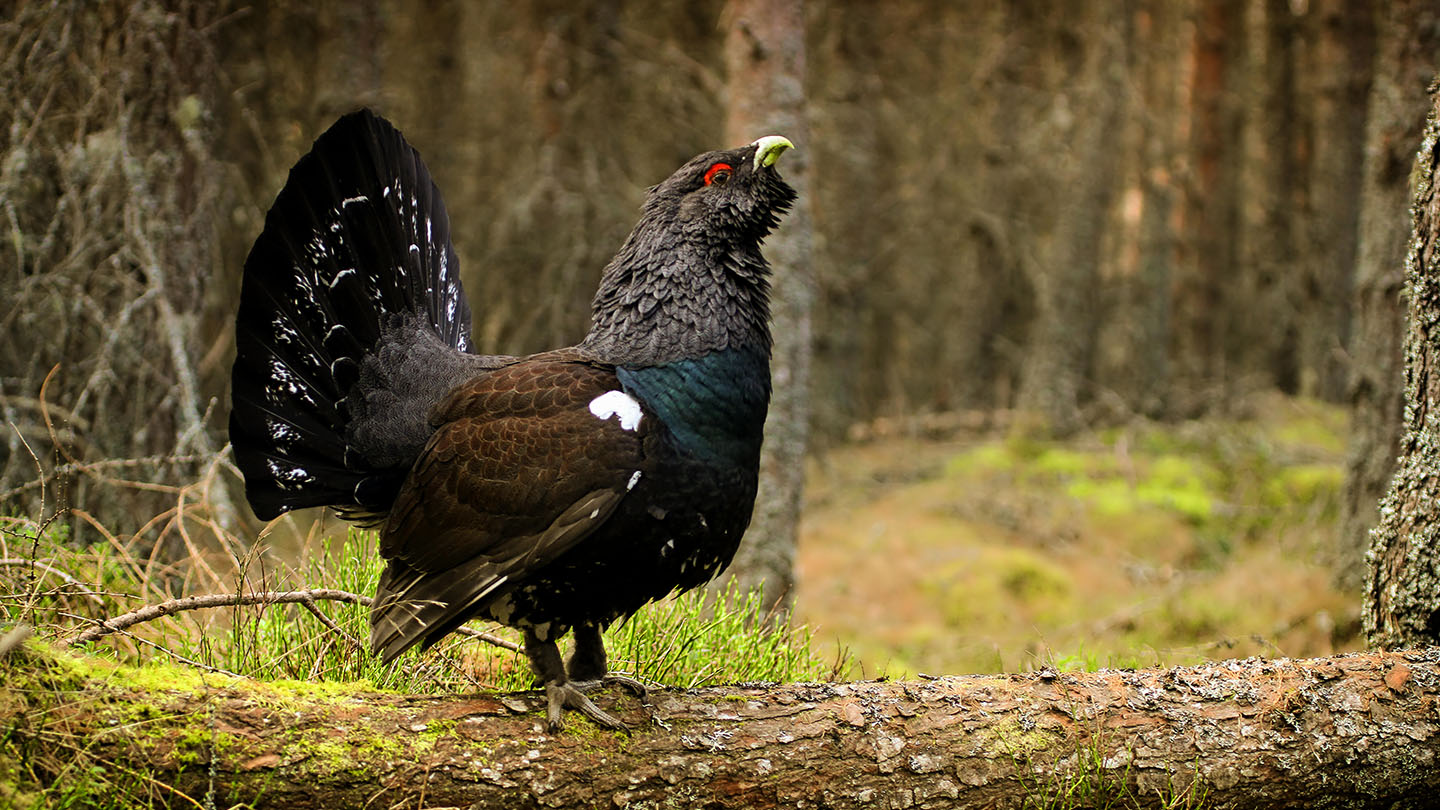 Capercaillie (Tetrao urogallus) - Woodland Trust