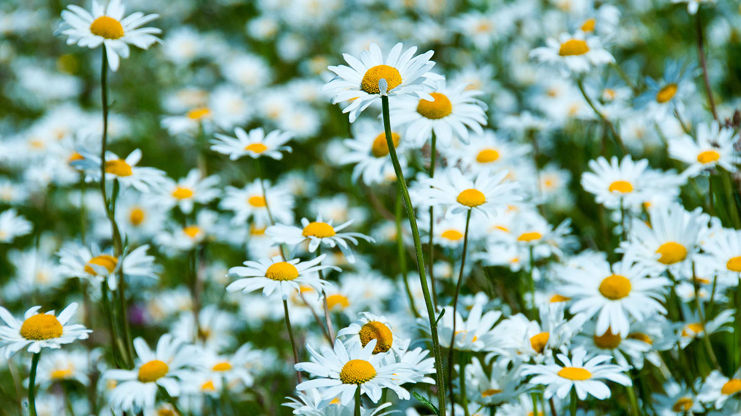 Oxeye daisy (Leucanthemum vulgare) - Woodland Trust
