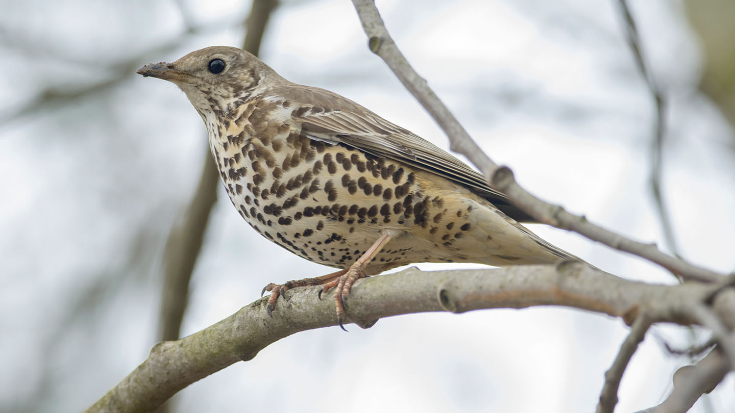 Mistle Thrush - British Birds - Woodland Trust