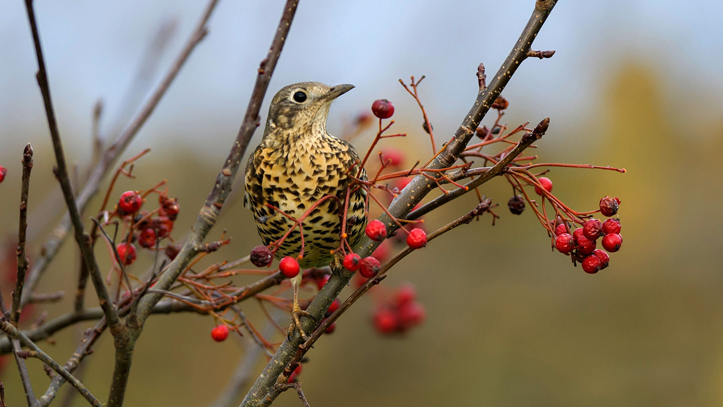 Mistle Thrush - British Birds - Woodland Trust