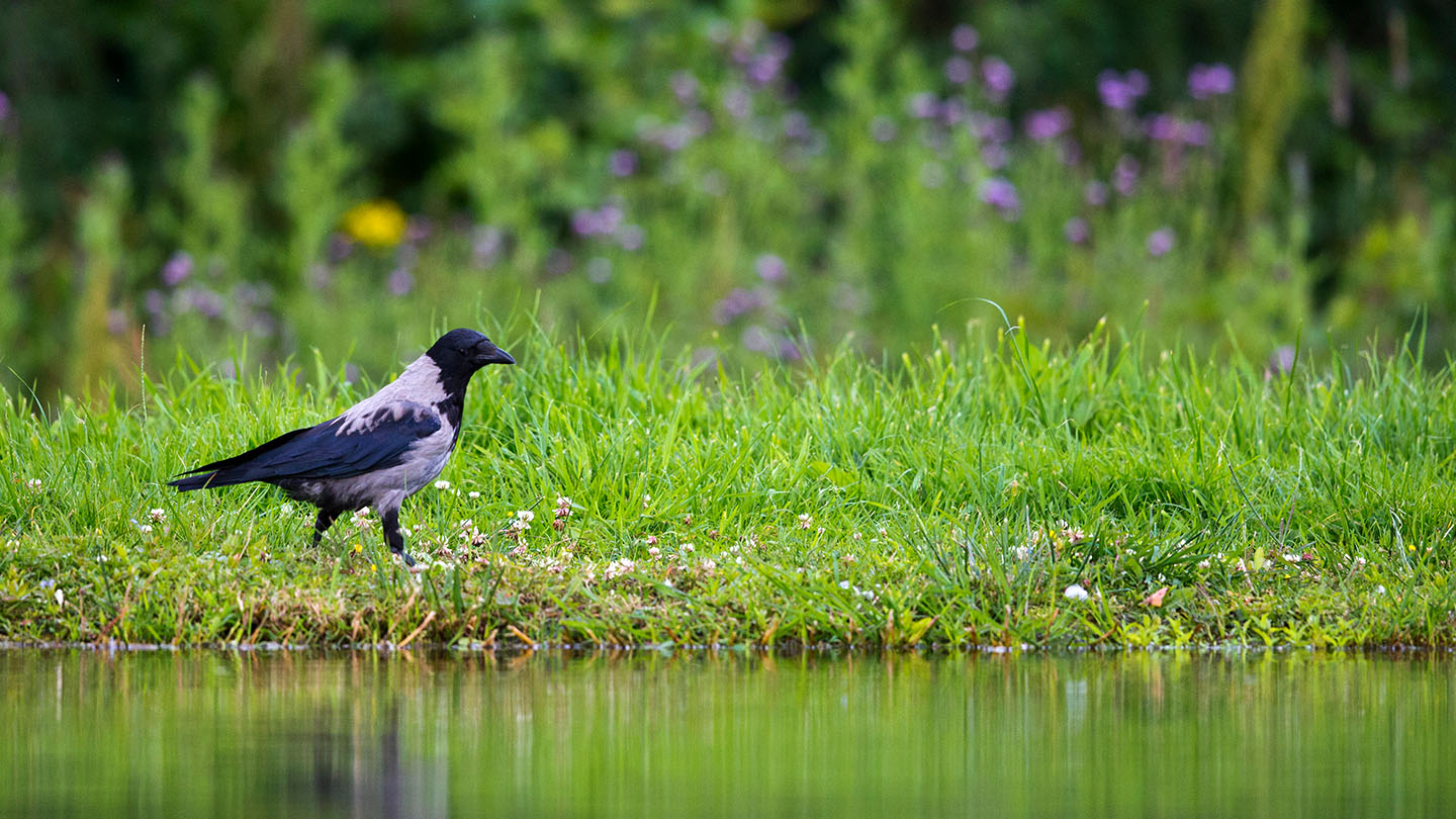 Hooded Crow - British Birds - Woodland Trust