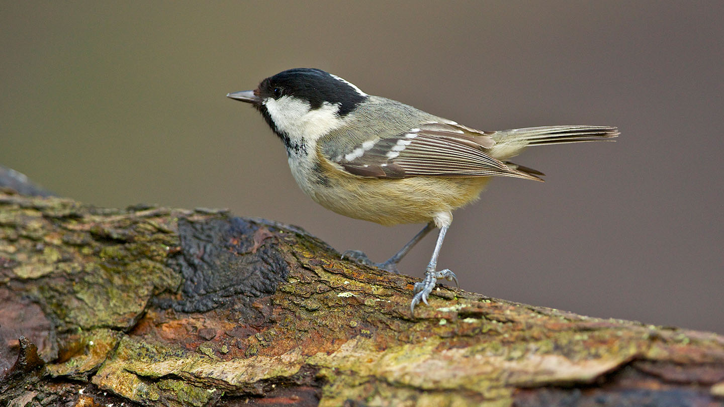 Coal Tit (Periparus ater) - British Birds - Woodland Trust