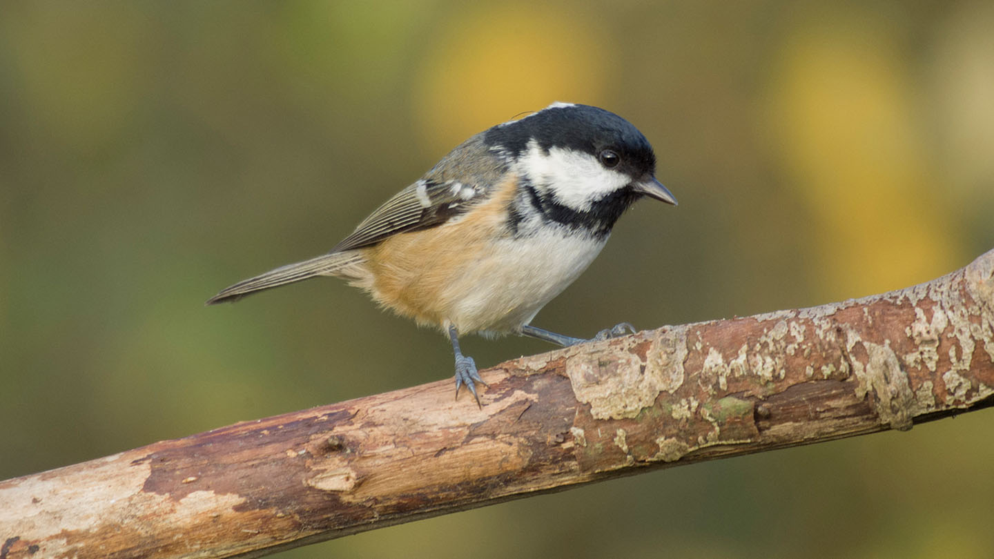Coal Tit (Periparus ater) - British Birds - Woodland Trust