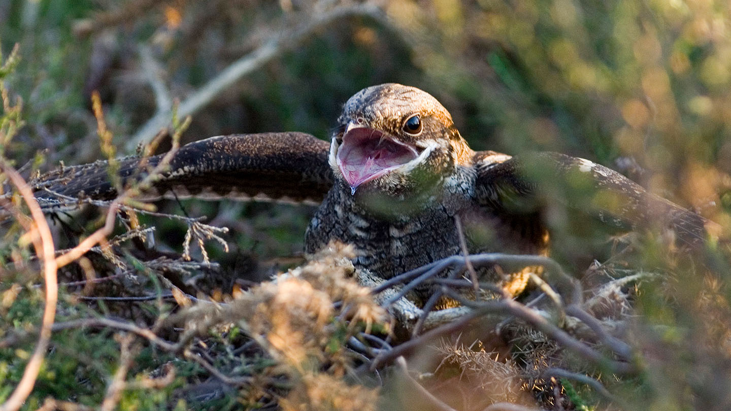 Nightjar - British Birds - Woodland Trust