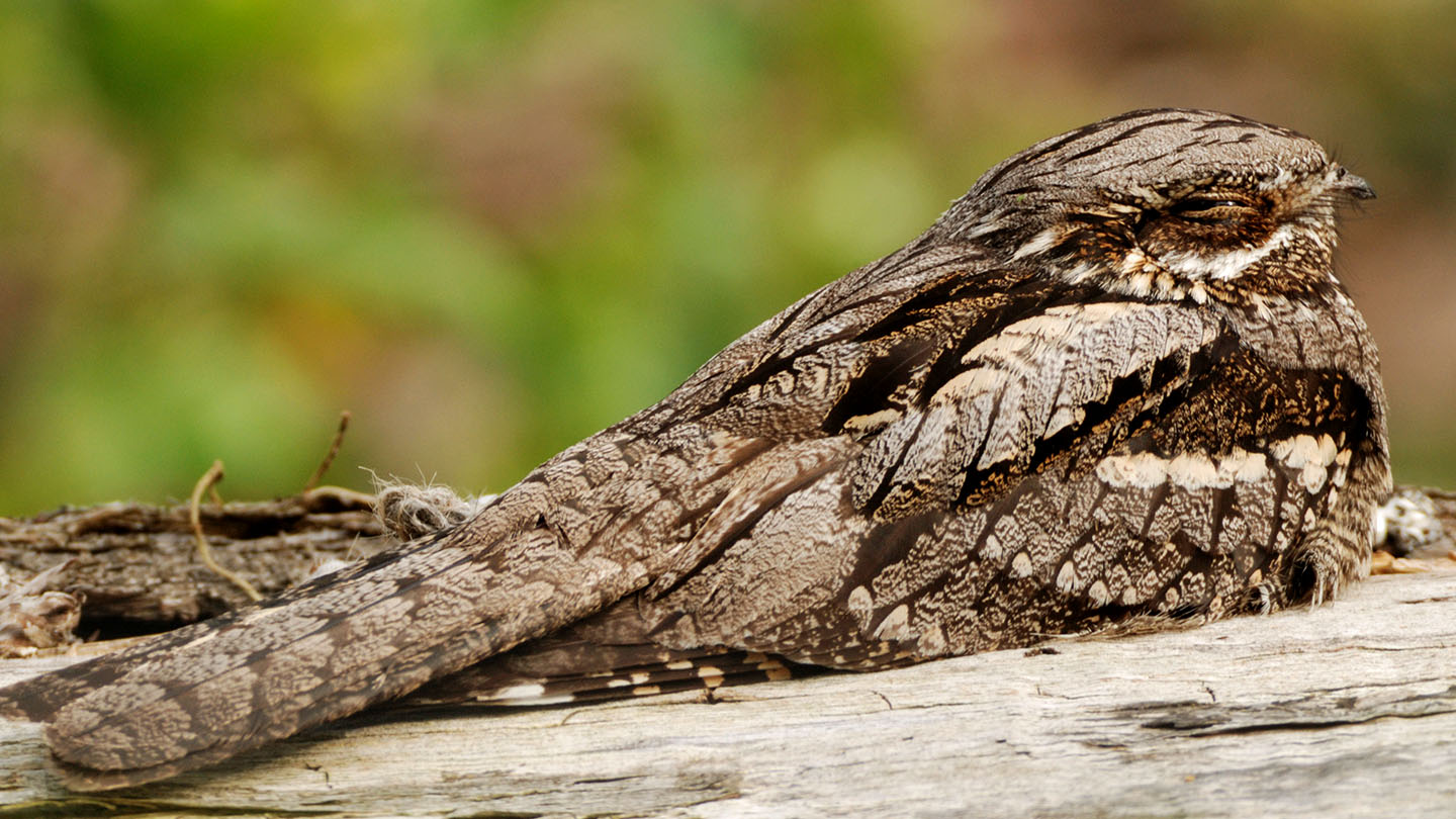 Nightjar - British Birds - Woodland Trust