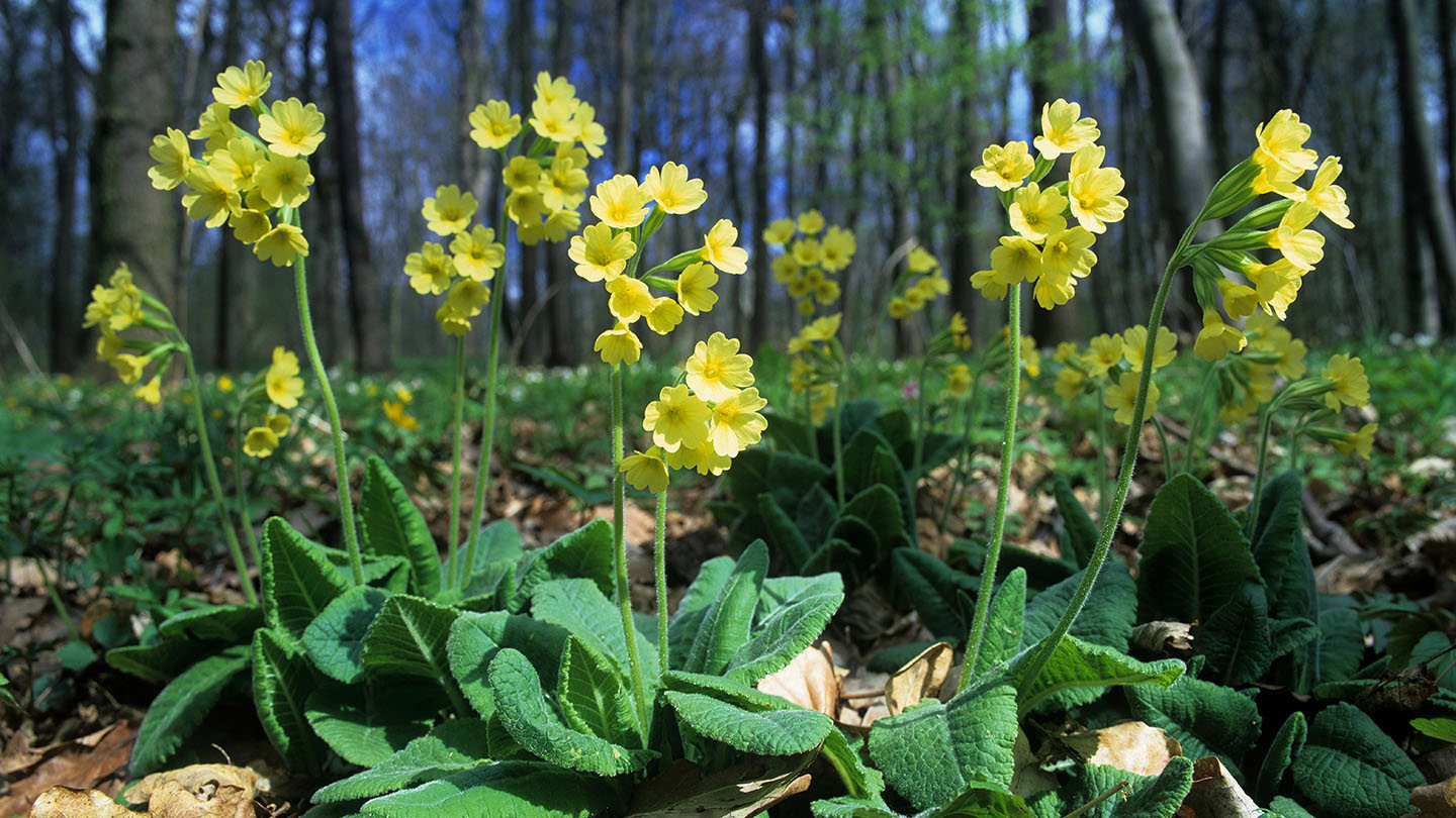 Oxlip (Primula elatior) - British Wildflowers - Woodland Trust