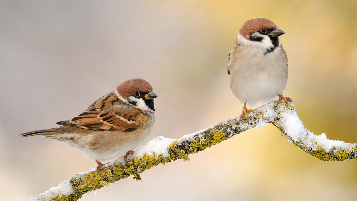 Tree Sparrow (Passer montanus) - Woodland Trust