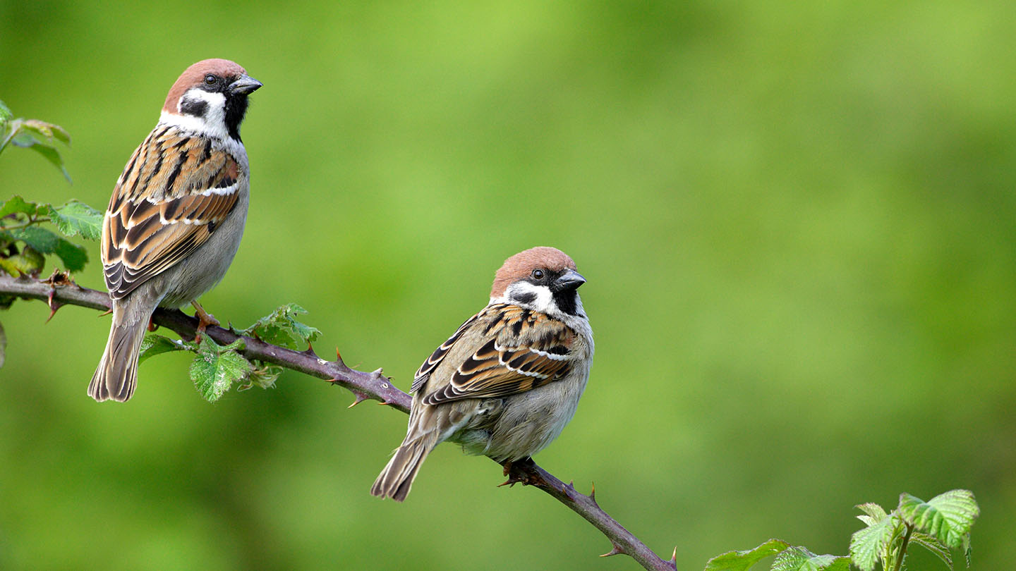 Tree Sparrow (Passer montanus) - Woodland Trust