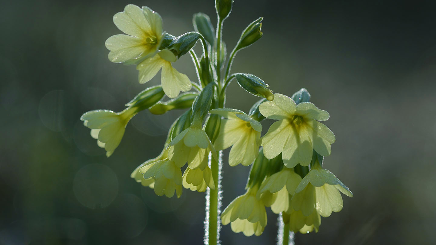 Oxlip (Primula elatior) - British Wildflowers - Woodland Trust