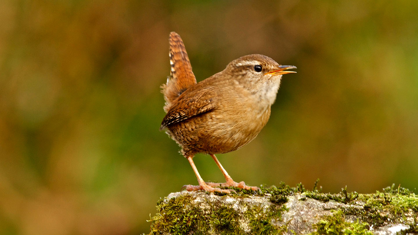 Wren (Troglodytes troglodytes) - Woodland Trust