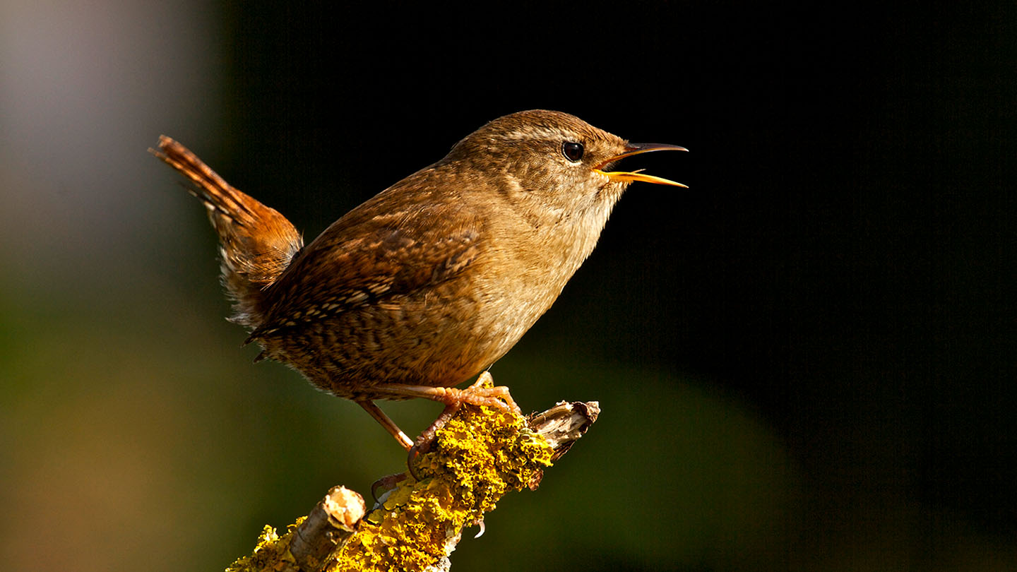 Wren (Troglodytes troglodytes) - Woodland Trust