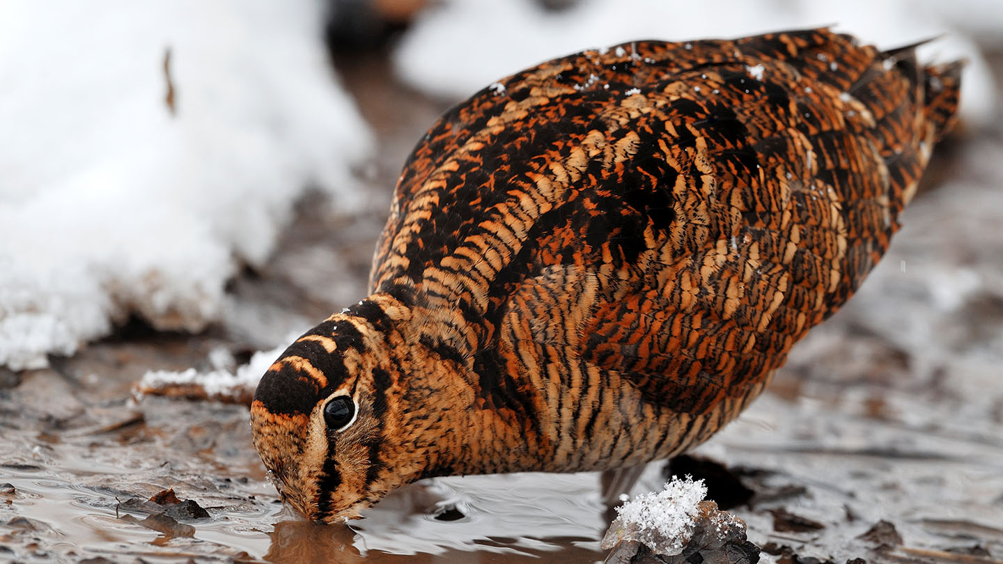 Woodcock (Scolopax rusticola) - Woodland Trust