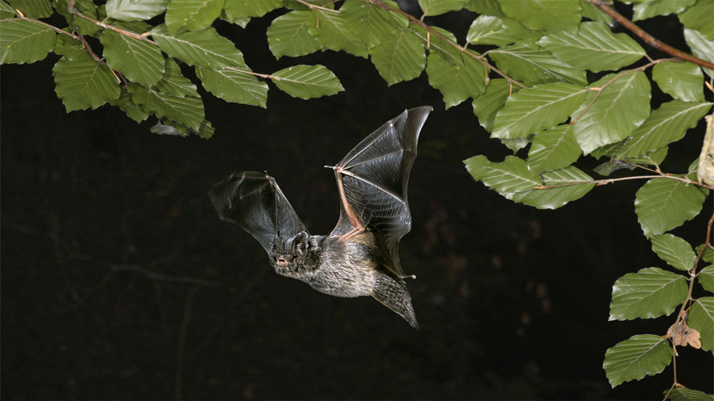 Barbastelle Bat (Barbastella barbastellus) - Woodland Trust