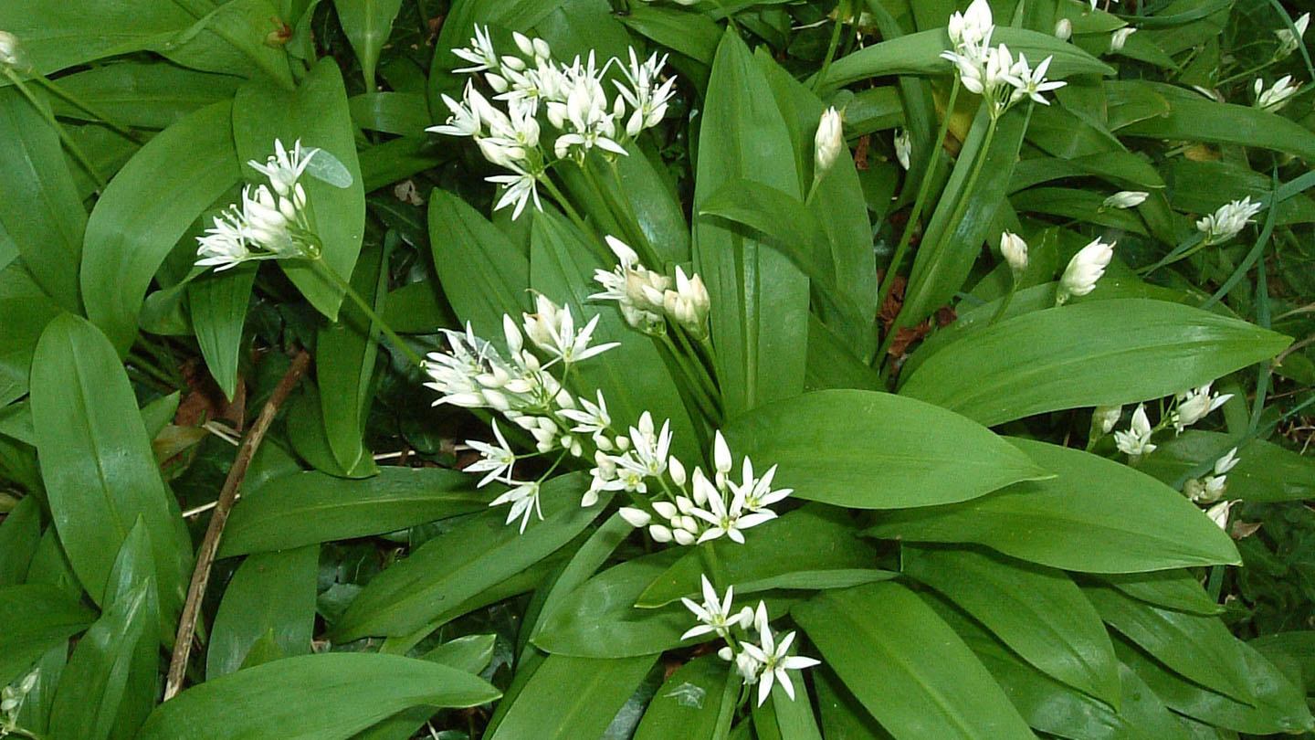 Wild garlic (Allium ursinum) - Woodland Trust