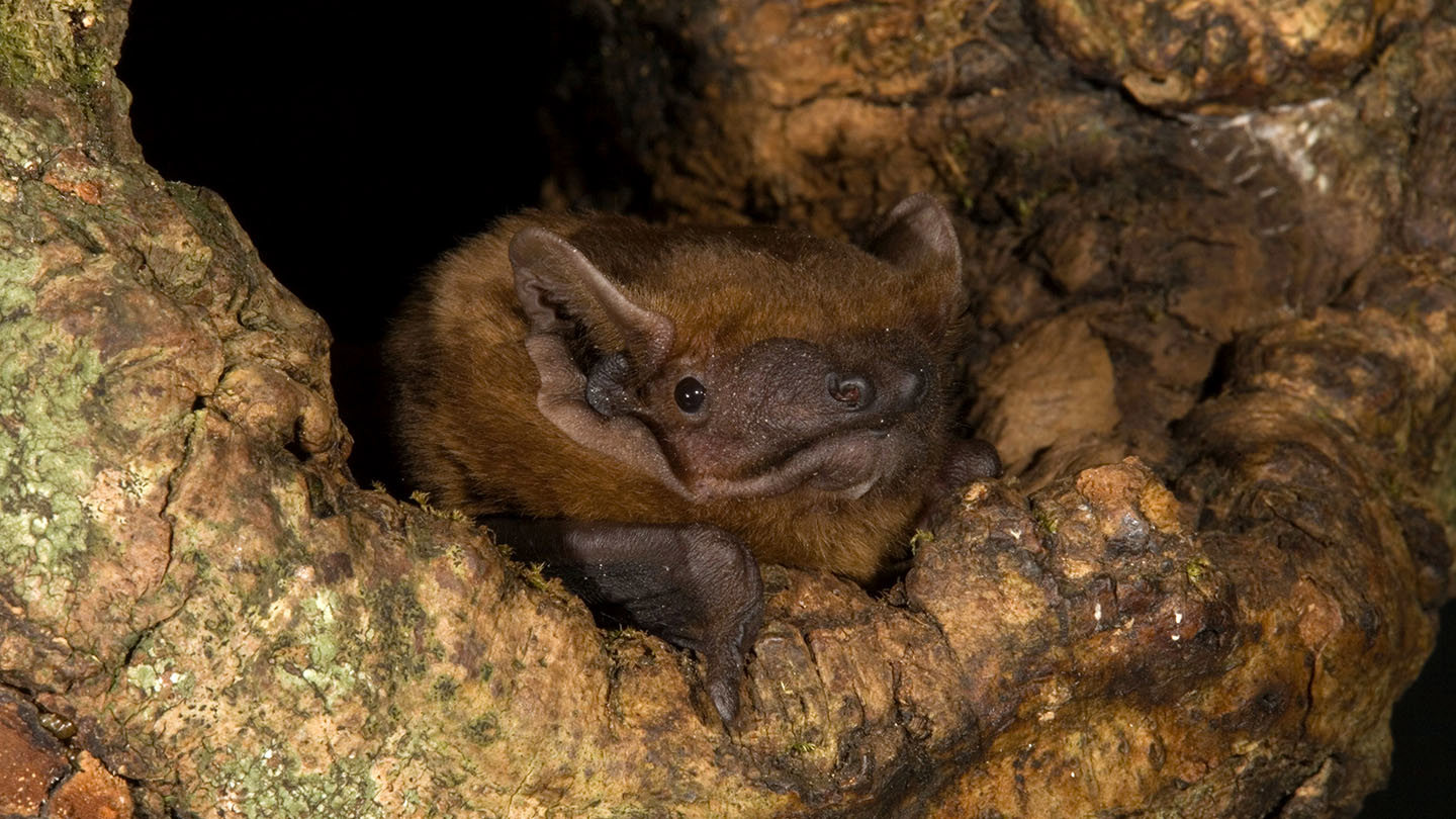 Noctule Bat (Nyctalus noctula) - Woodland Trust