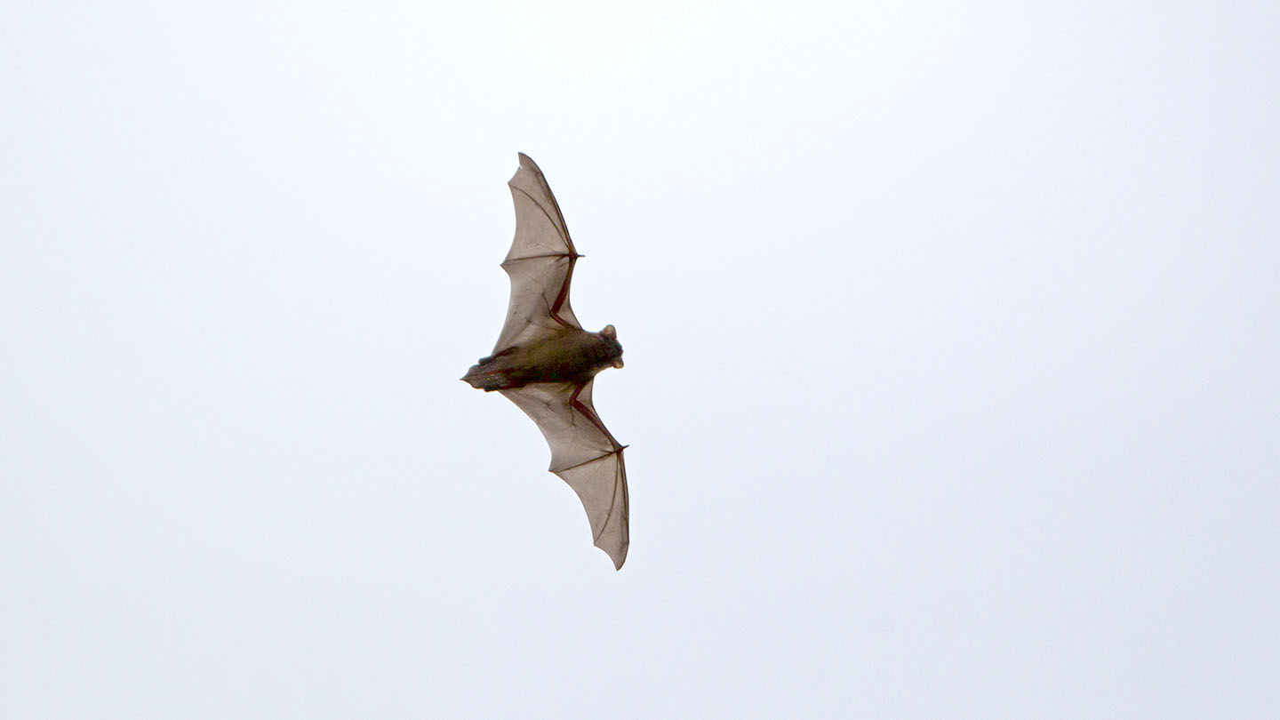 Noctule Bat (Nyctalus noctula) - Woodland Trust