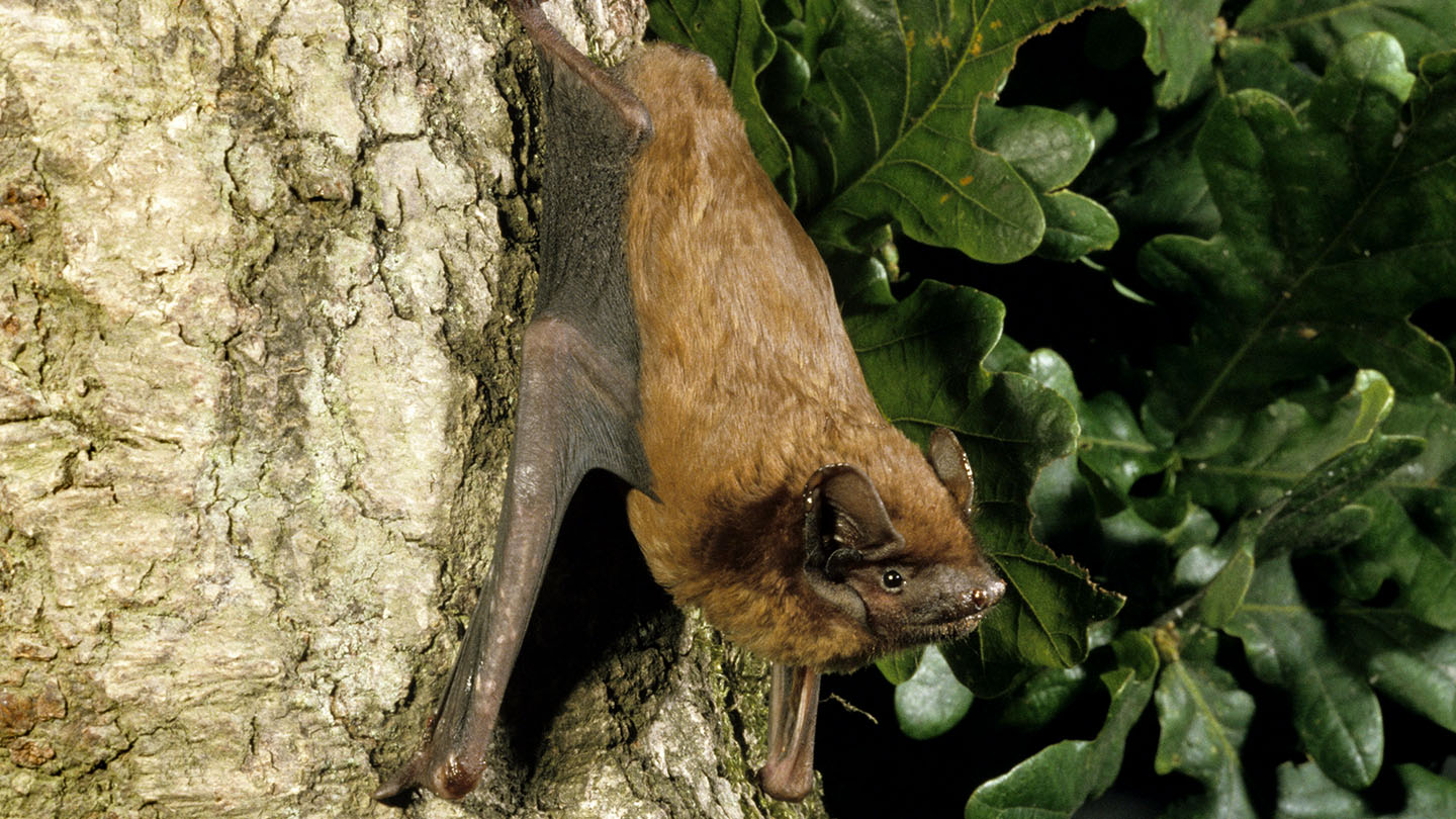 Noctule Bat (Nyctalus noctula) - Woodland Trust