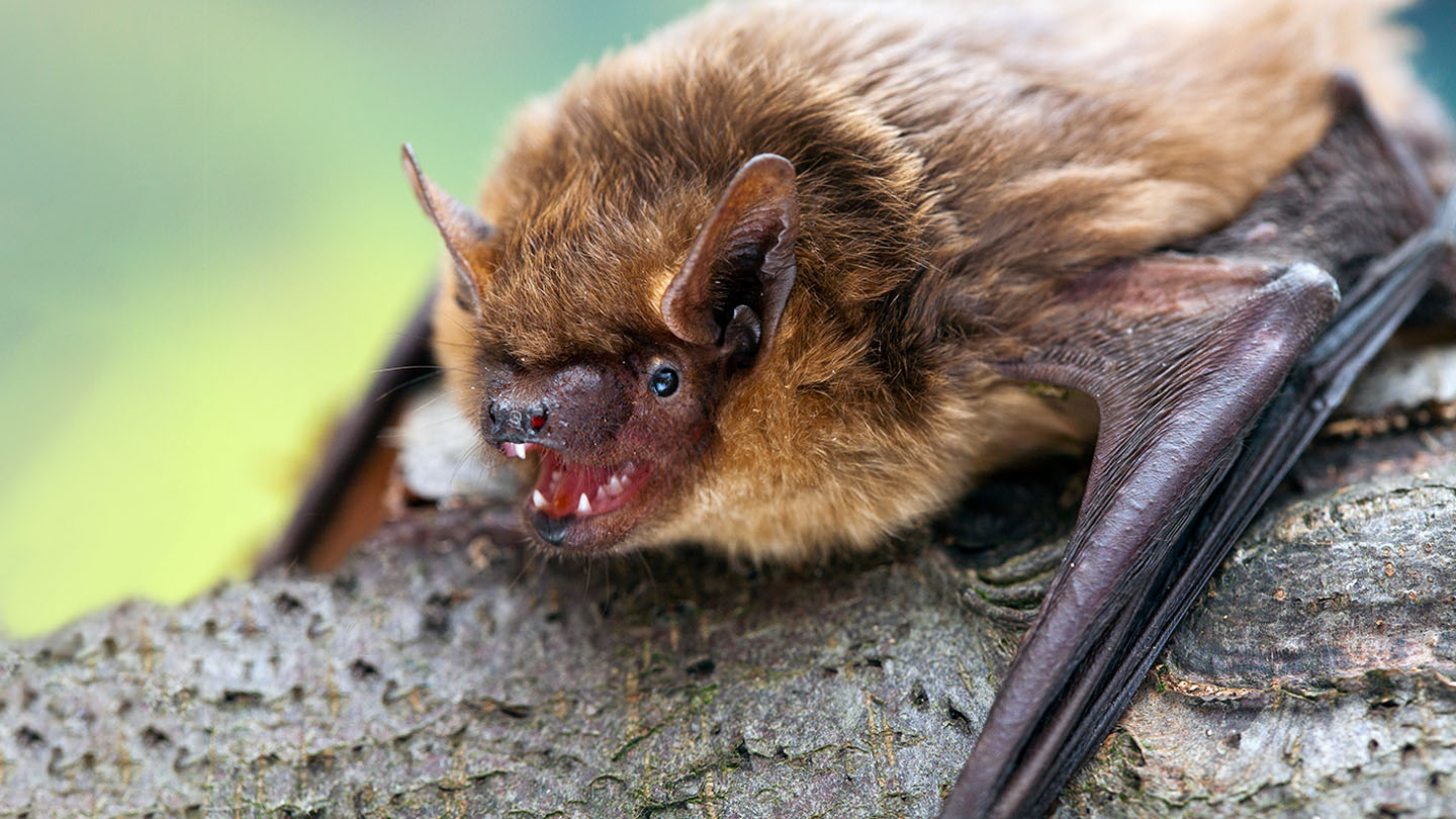 Serotine Bat (Eptesicus serotinus) - Woodland Trust