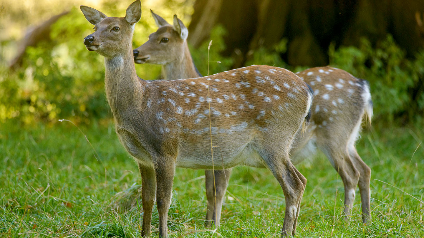 Sika Deer (Cervus nippon) - Woodland Trust