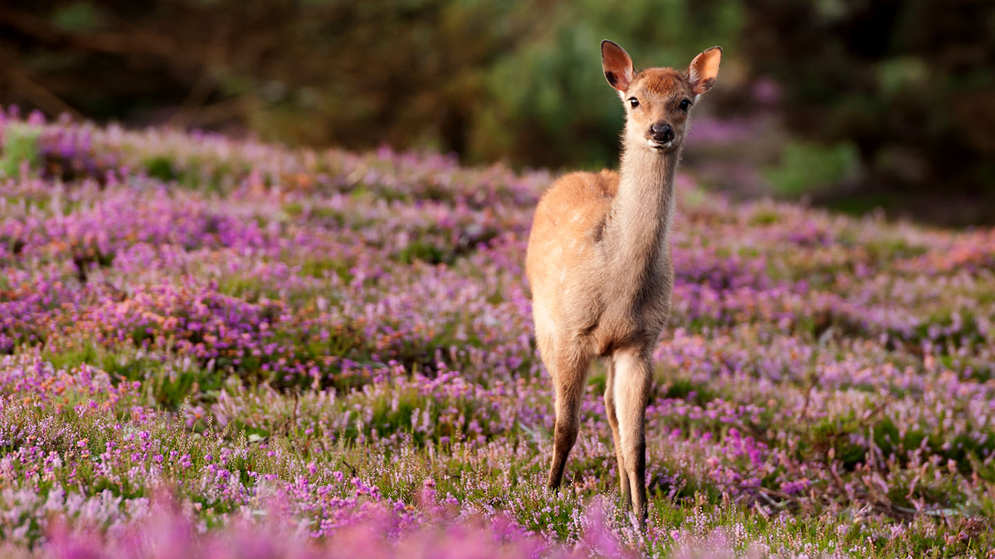 Sika Deer (Cervus nippon) - Woodland Trust