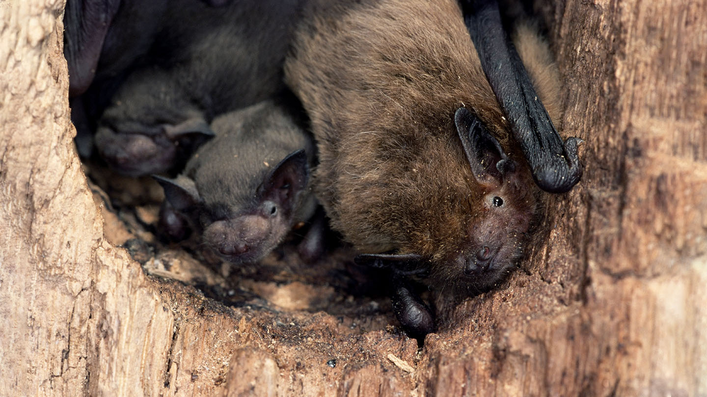 Soprano Pipistrelle Bat (P. pygmaeus) - Woodland Trust