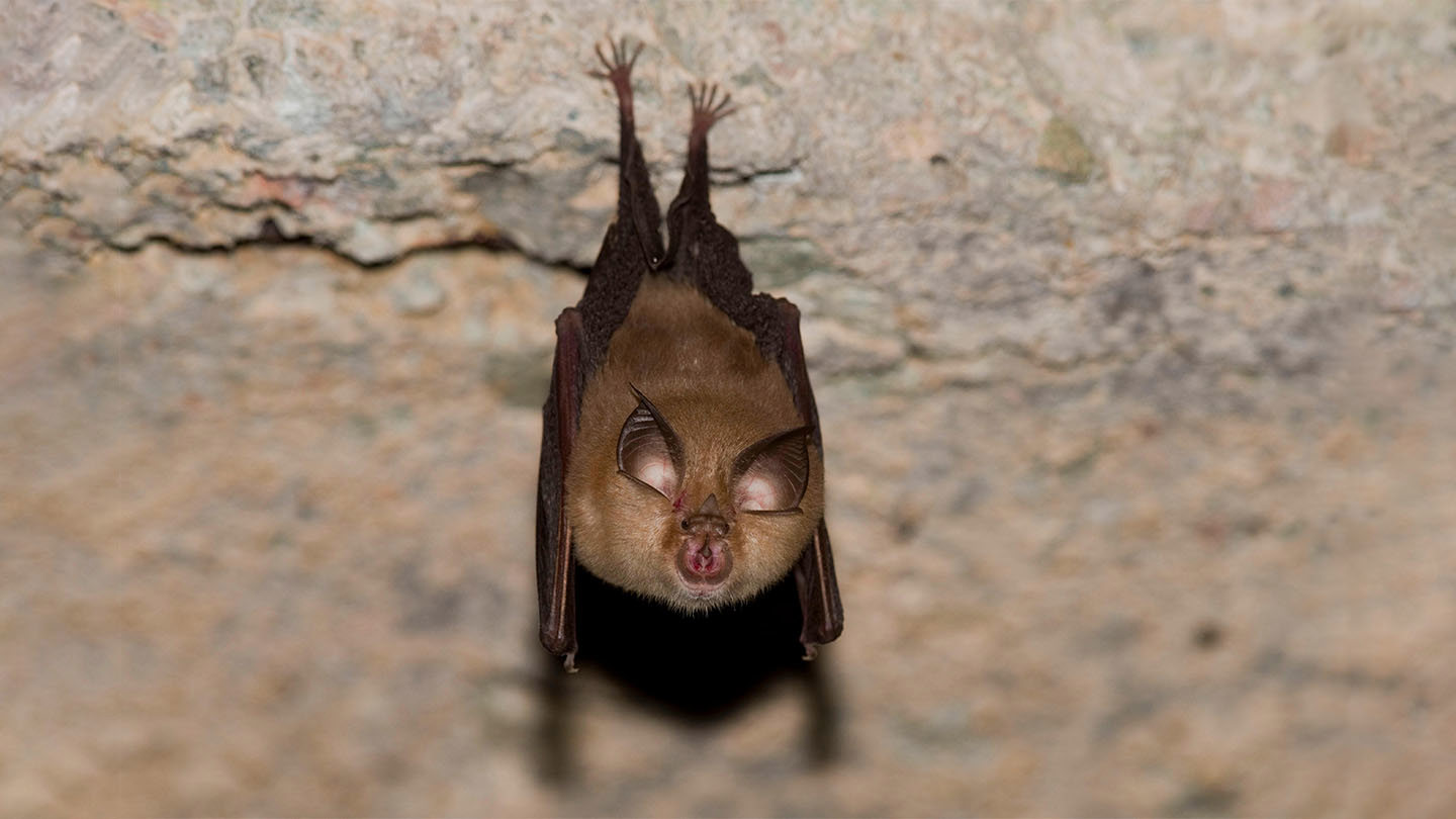 Lesser Horseshoe Bat (Rhinolophus hipposideros) - Woodland Trust