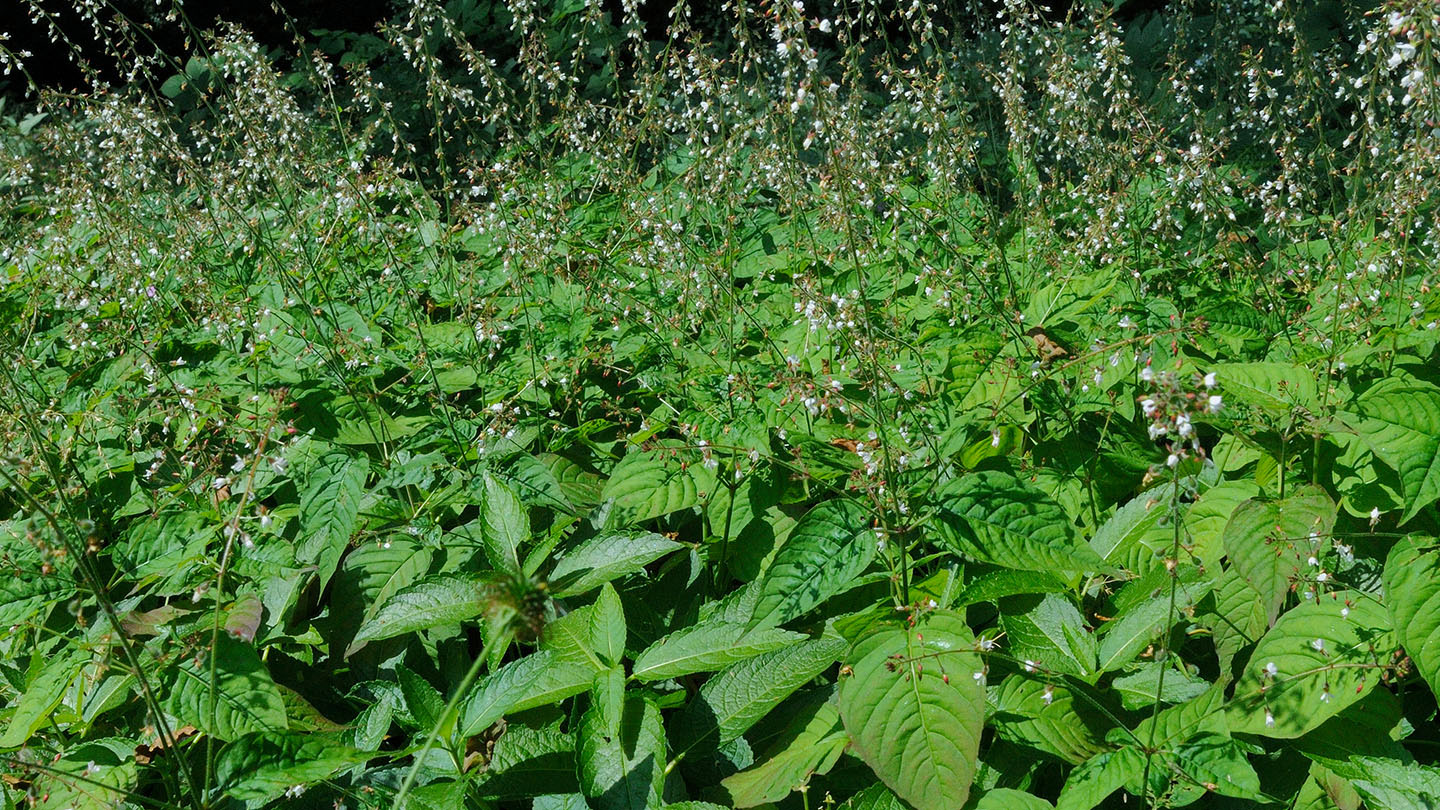 Enchanter’s Nightshade (Circaea lutetiana) - Woodland Trust