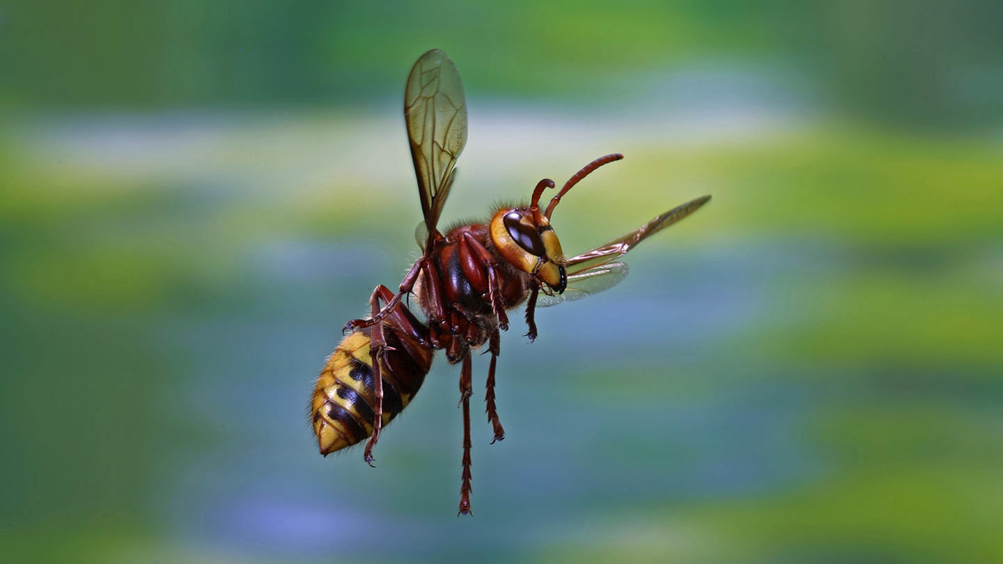 Hornet (Vespa crabro) - British Insects - Woodland Trust