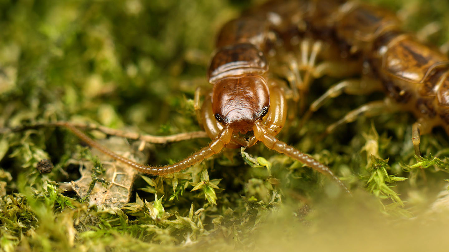 Common Centipede (Lithobius forficatus) - Woodland Trust