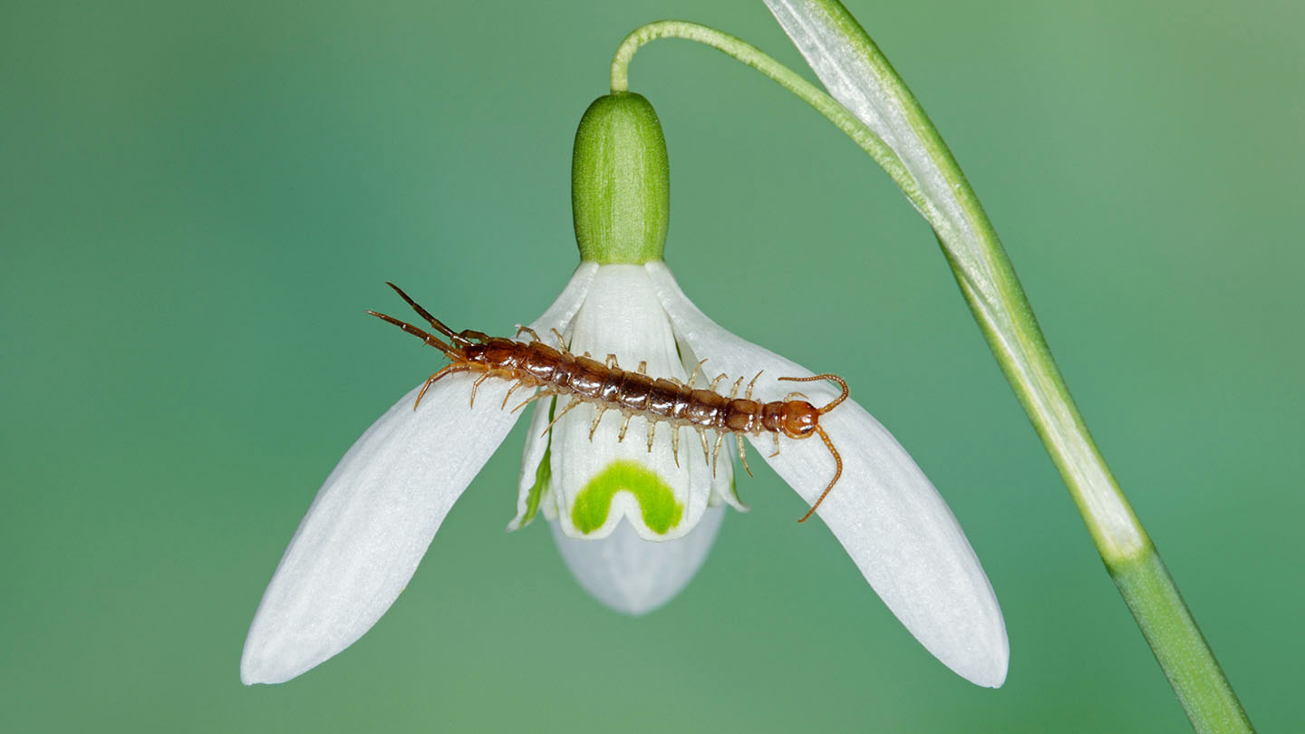 Common Centipede (Lithobius forficatus) - Woodland Trust