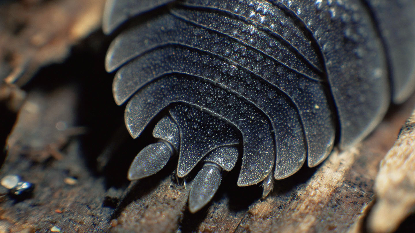 Common Rough Woodlouse (P. scaber) - Woodland Trust