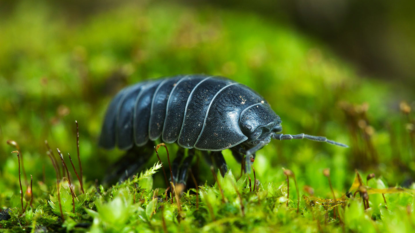 Pill Woodlouse (Armadillidium vulgare) - Woodland Trust