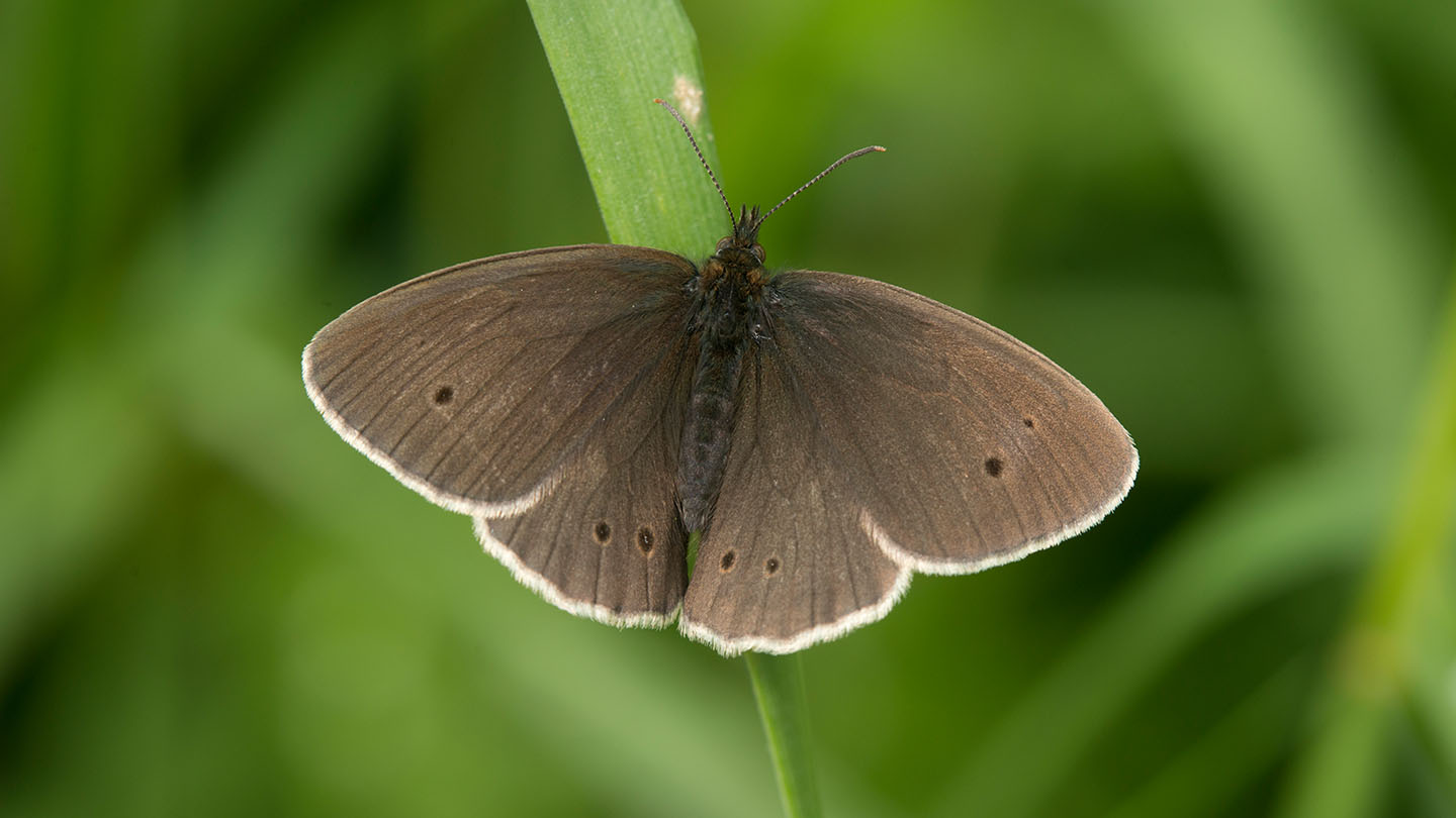 Ringlet (Aphantopus hyperantus) - Woodland Trust