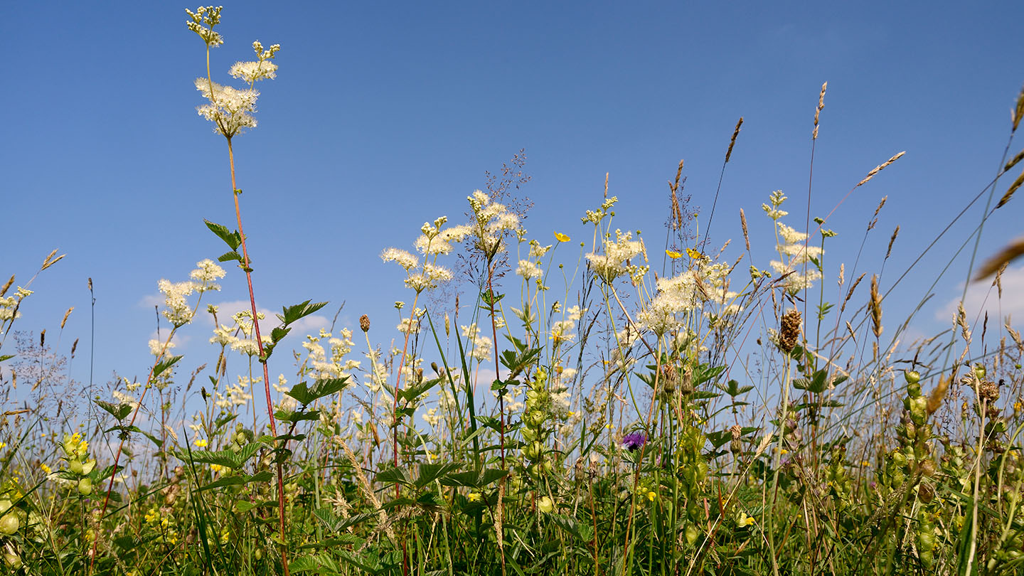 Meadowsweet (Filipendula ulmaria) - Woodland Trust