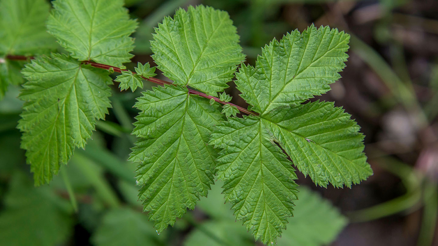 Meadowsweet (Filipendula ulmaria) - Woodland Trust