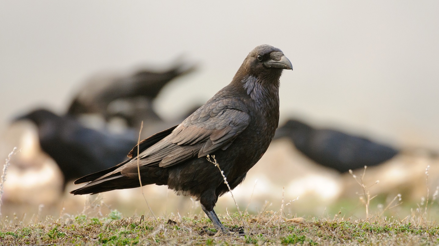 Rook, crow or raven? How to tell them apart - Woodland Trust