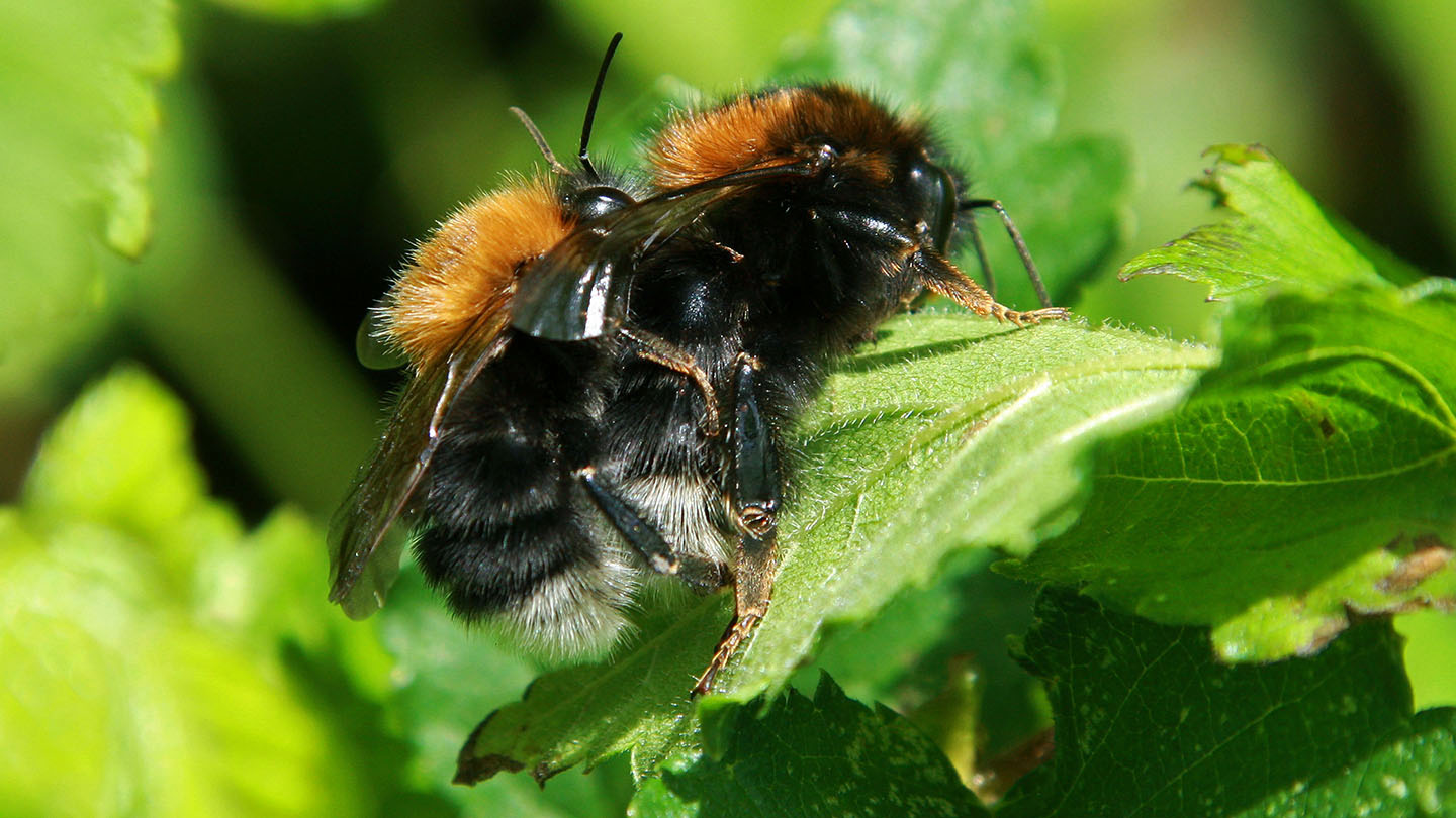 Tree Bumblebee (Bombus hypnorum) - Woodland Trust