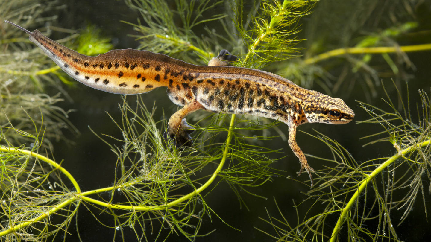 British Newts: An Identification Guide - Woodland Trust