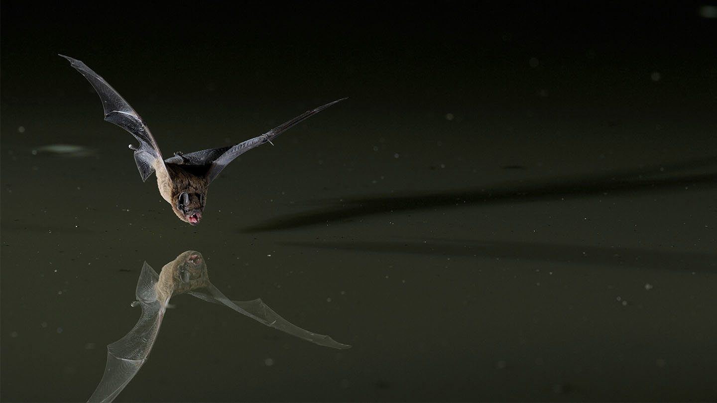 Leisler's Bat (Nyctalus leisleri) - British Bats - Woodland Trust