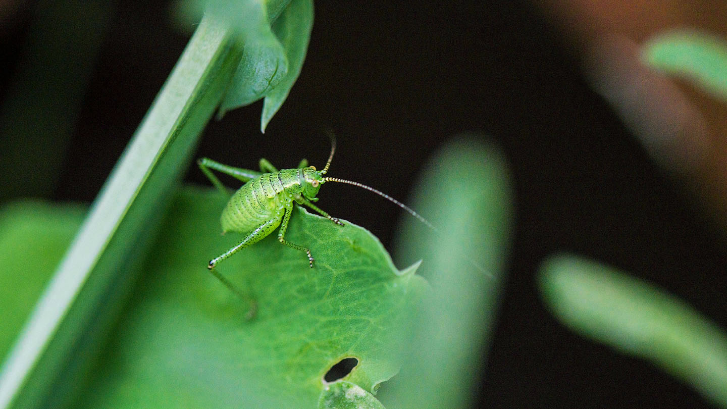 Speckled Bush-Cricket (L. punctatissima) - Woodland Trust