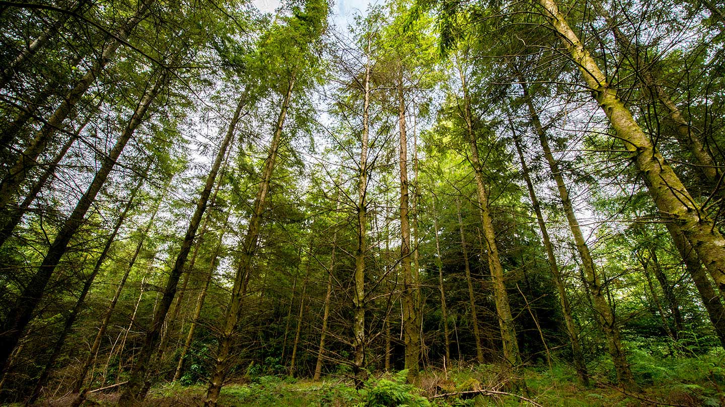 Support our Rainforest Appeal: Make a Donation - Woodland Trust